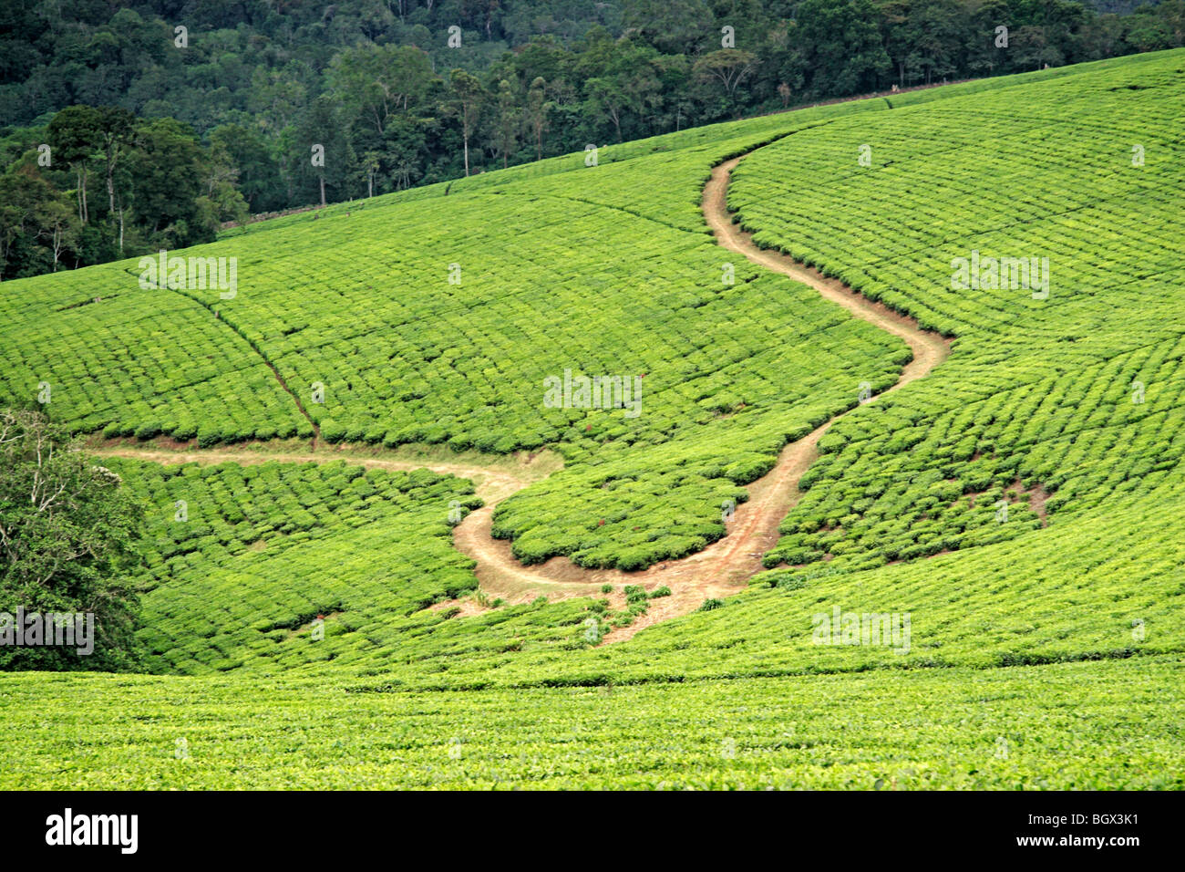 Tea plantations, Kibale National Park, Uganda, Africa Stock Photo - Alamy