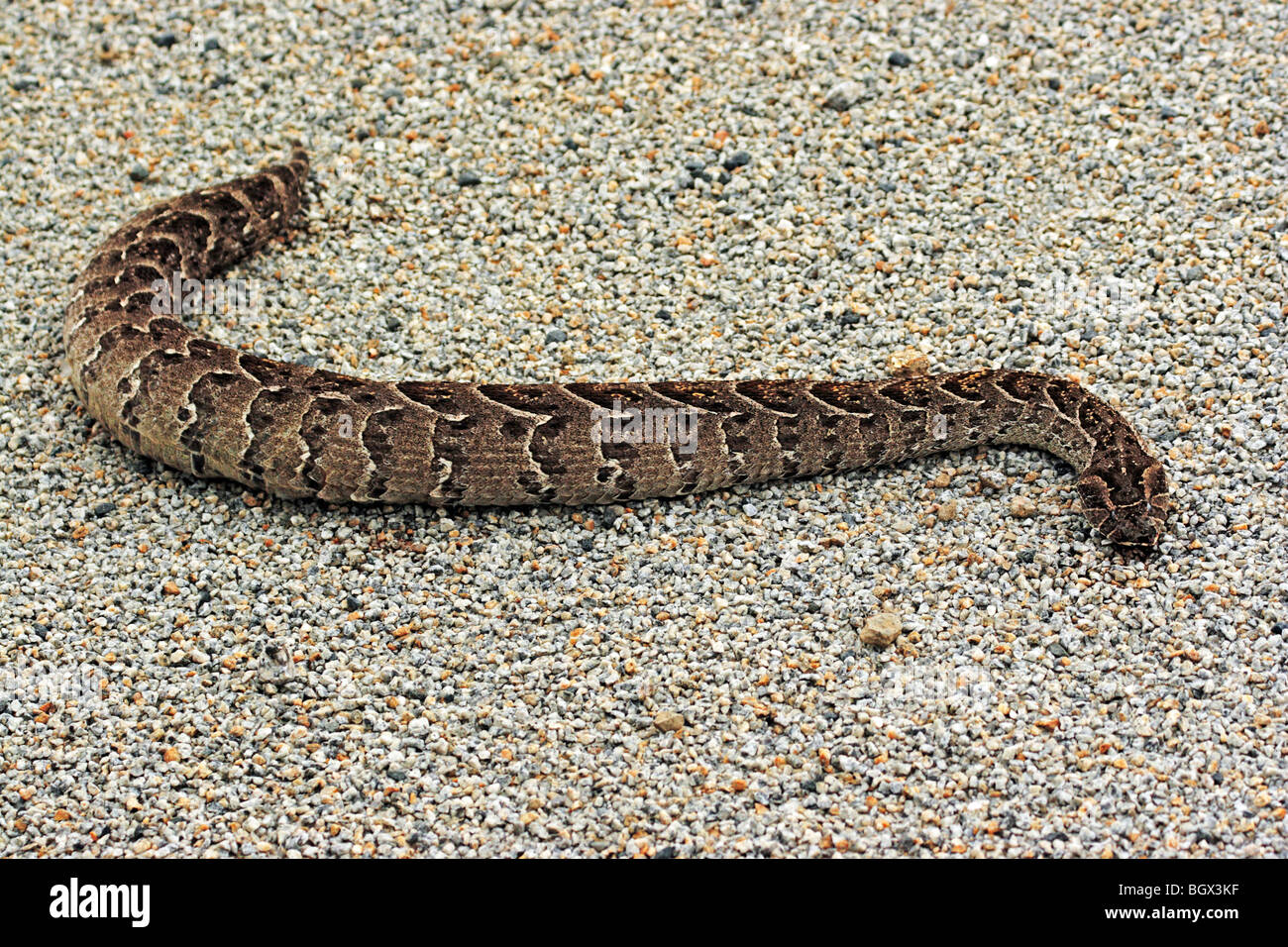 Snake, Uganda, East Africa Stock Photo - Alamy