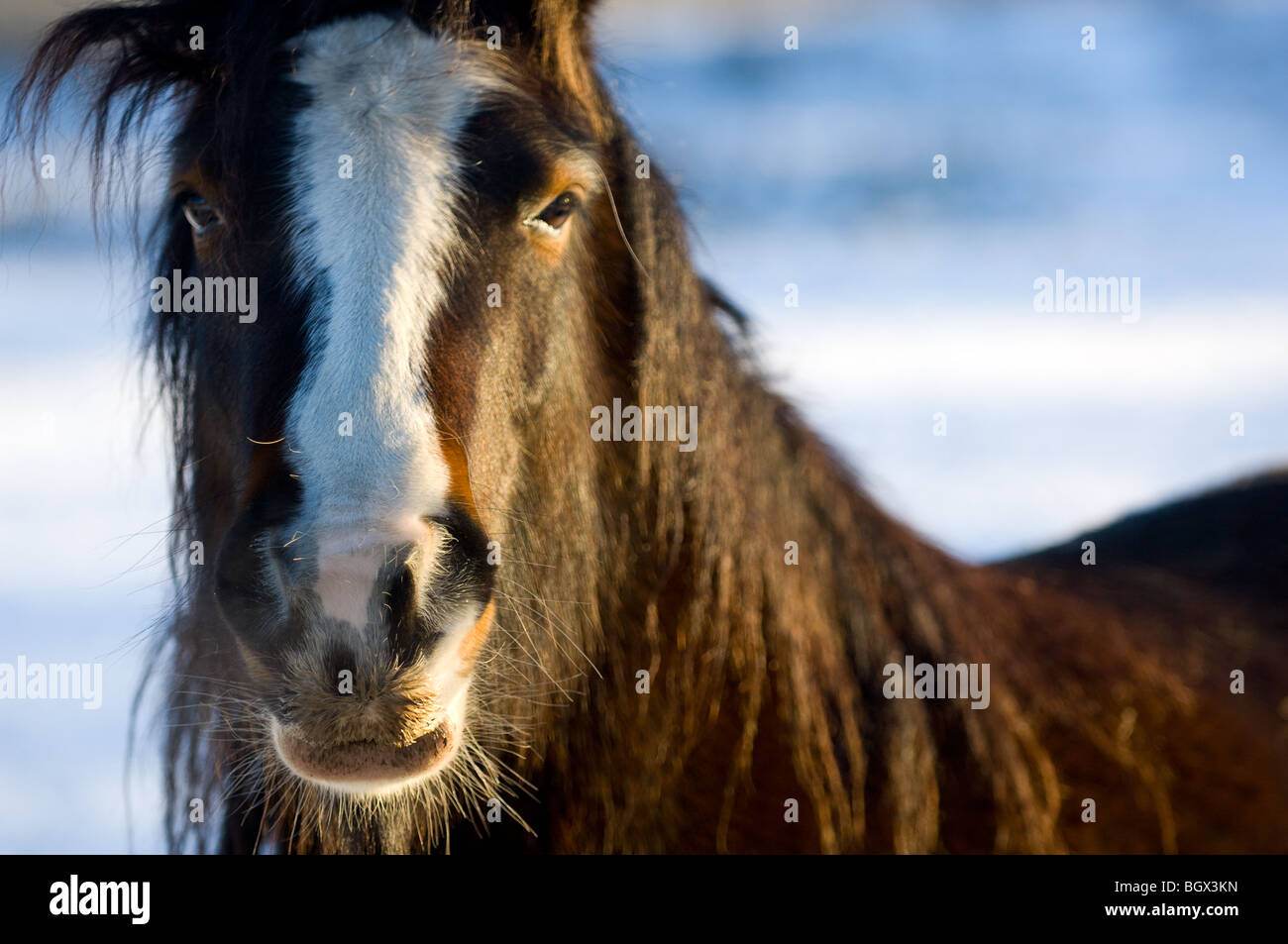Hose head hi-res stock photography and images - Alamy