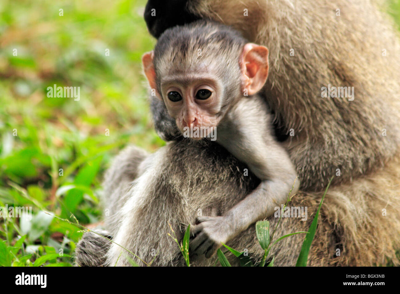 Monkeys and ecosystem hi-res stock photography and images - Alamy