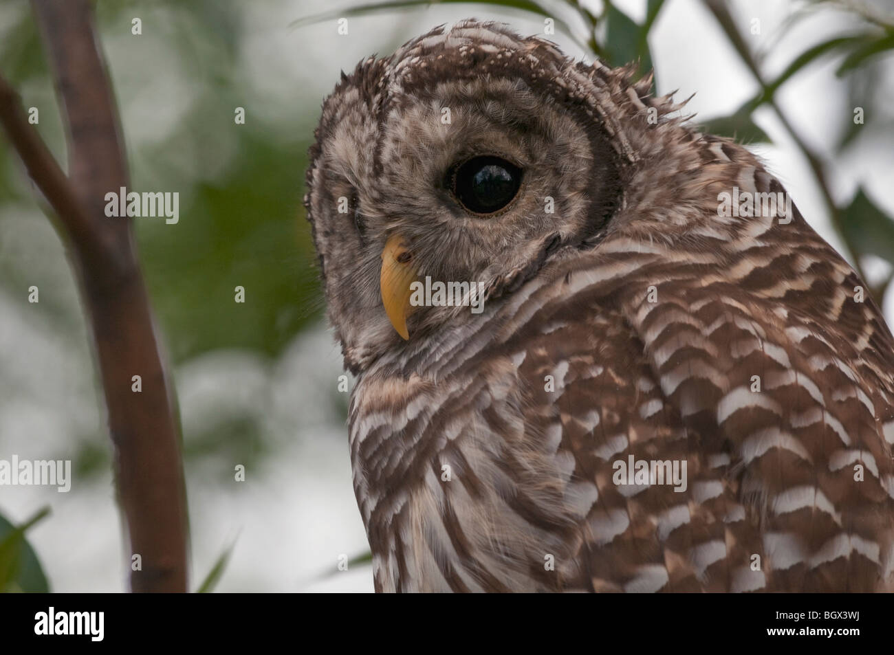 Juvenile barred owl hi-res stock photography and images - Alamy