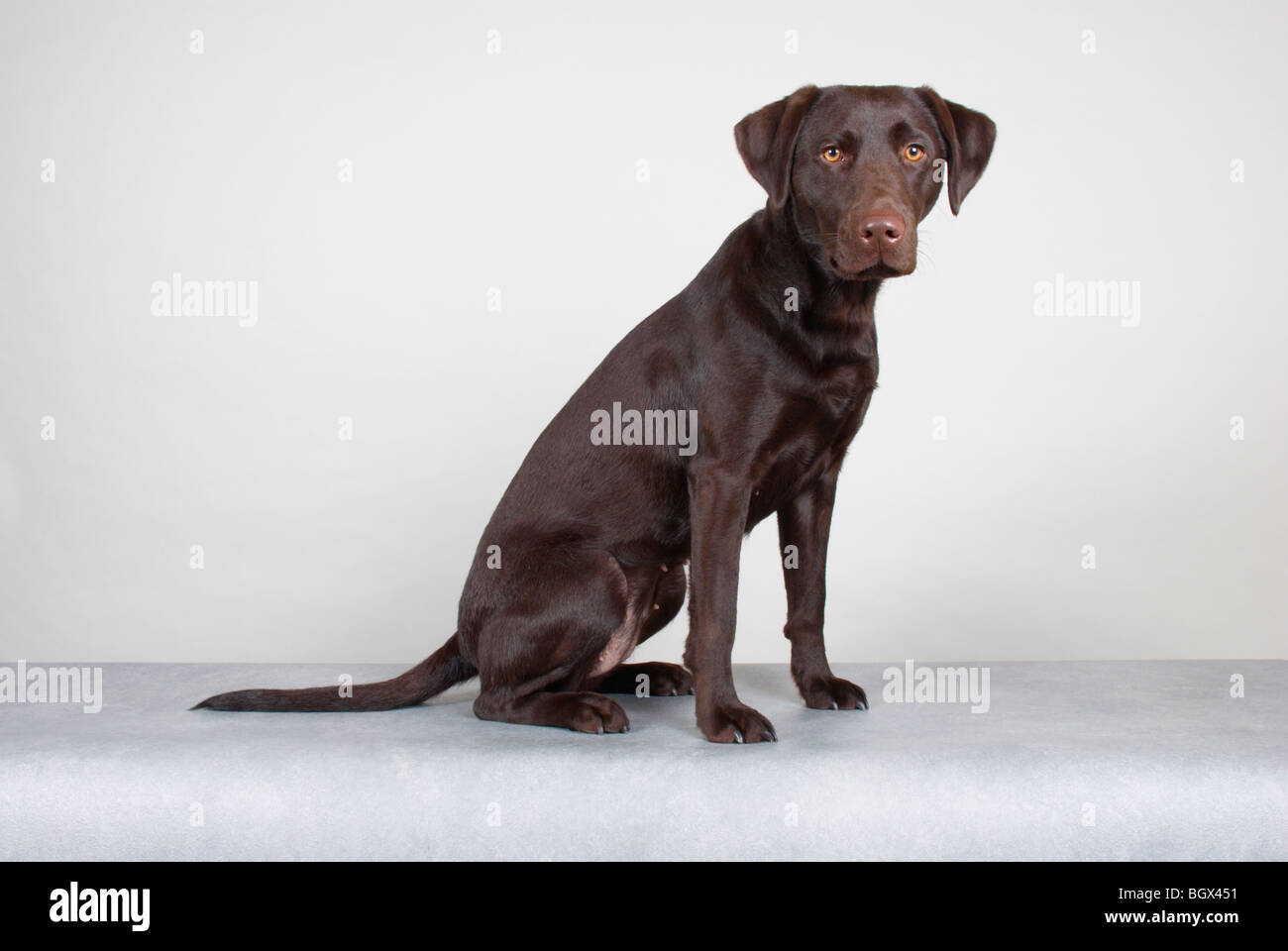 Coco the chocolate brown labrador retriever Stock Photo - Alamy