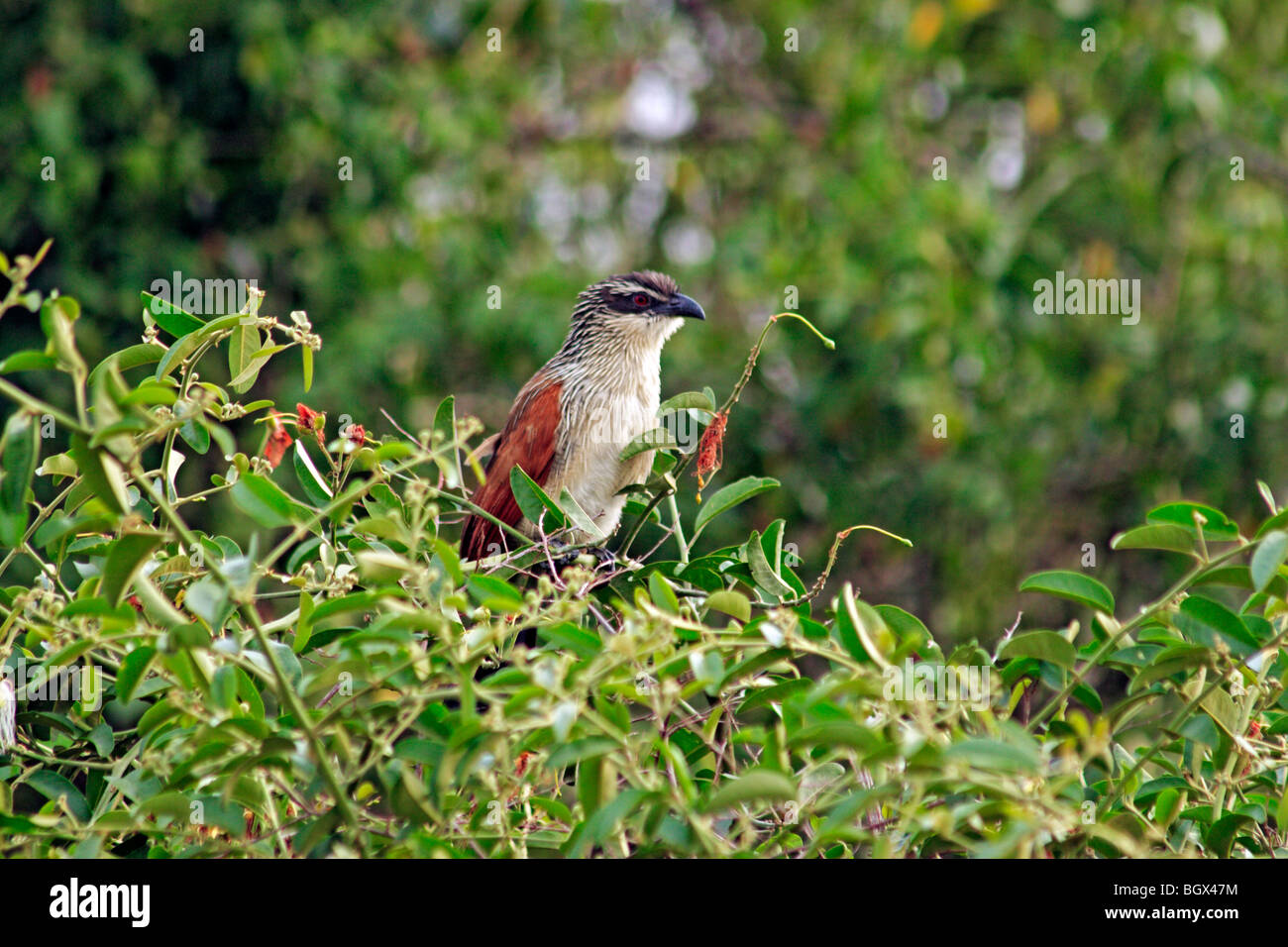 Bird, Queen Elizabeth National Park, Uganda, East Africa Stock Photo ...