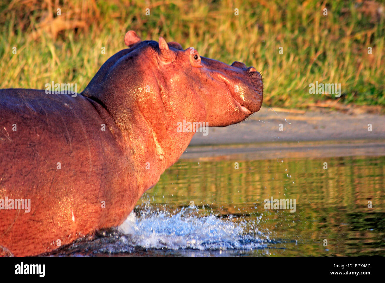 Hippo (Hippopotamus amphibius), Murchison Falls Conservation Area ...