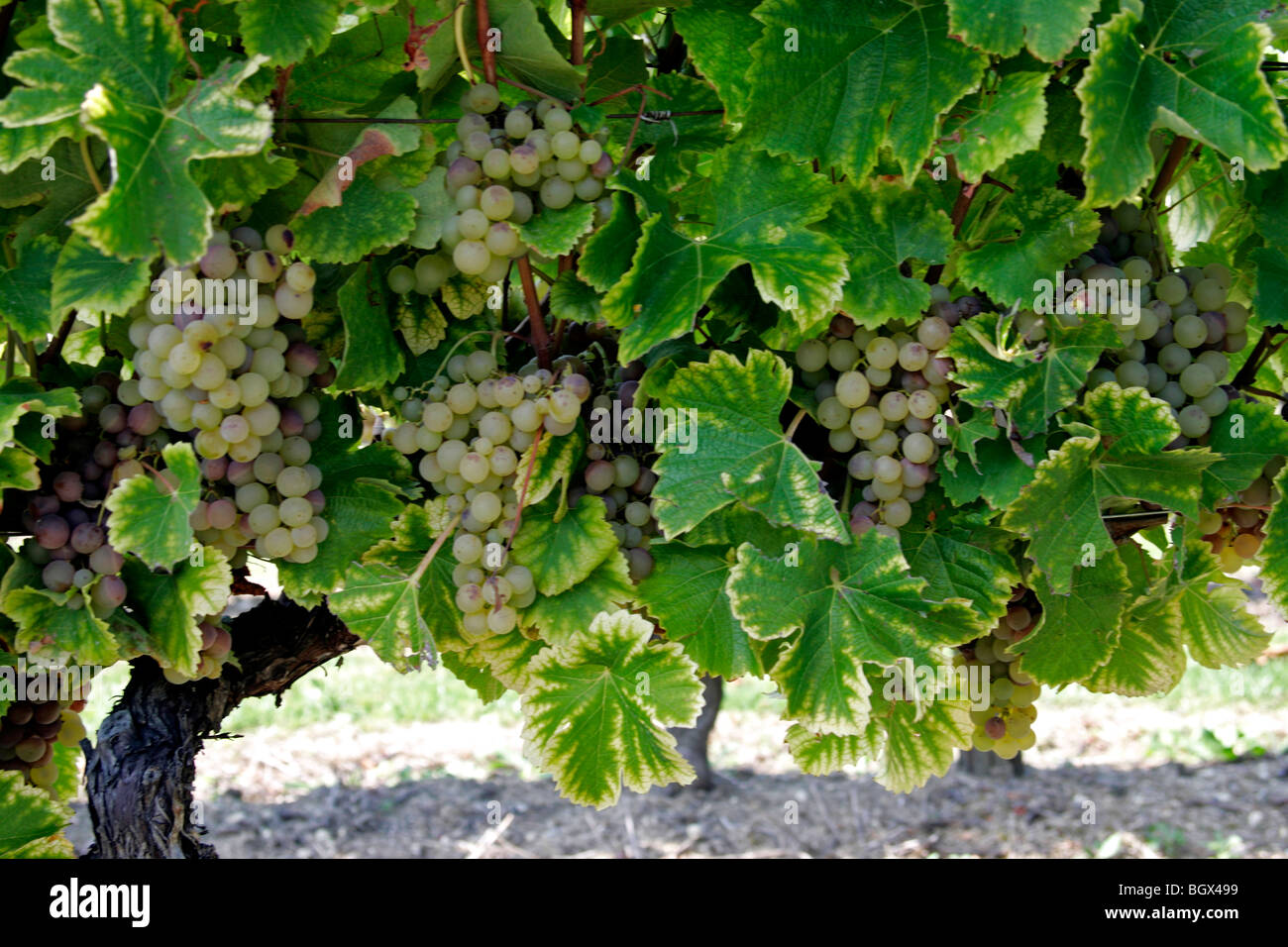 Semillon wine grapes at Chateau Monbazillac vineyard Dordogne Aquitaine ...