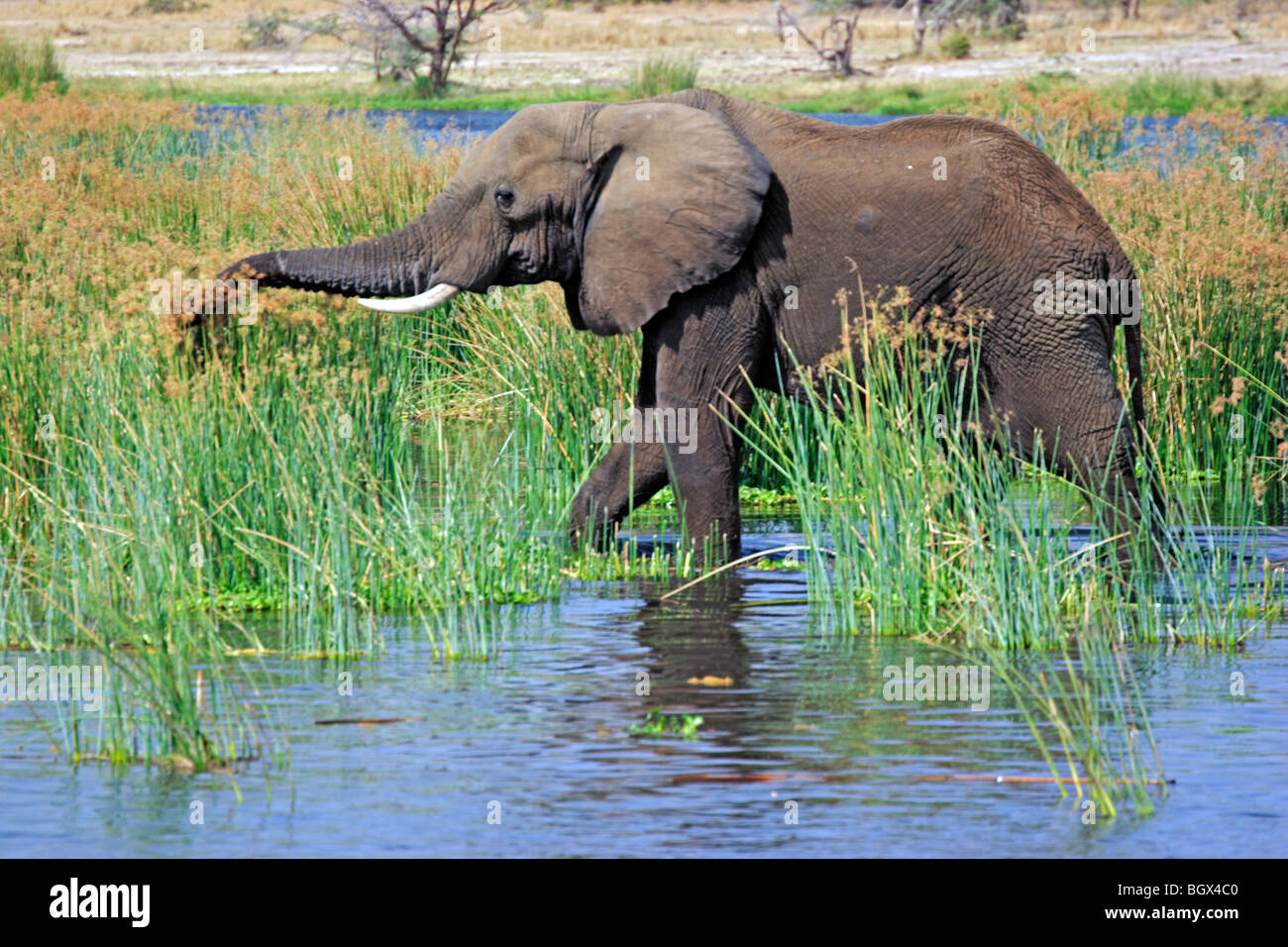African Elephant (Loxodonta africana), Murchison Falls National park ...