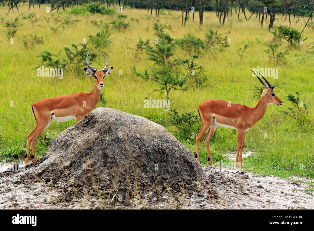 Raphicerus hi-res stock photography and images - Alamy