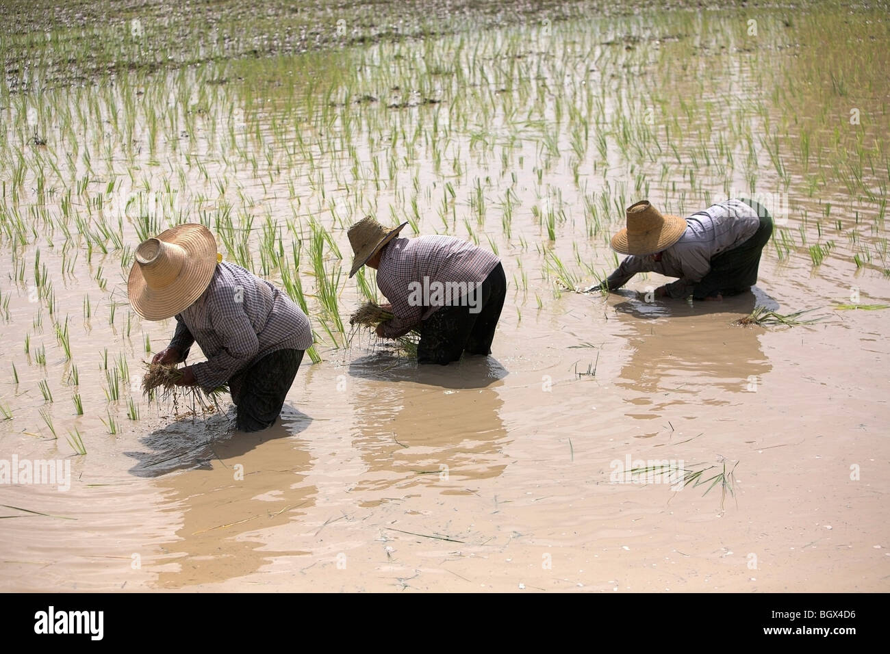 People working in rice fields Stock Photo - Alamy