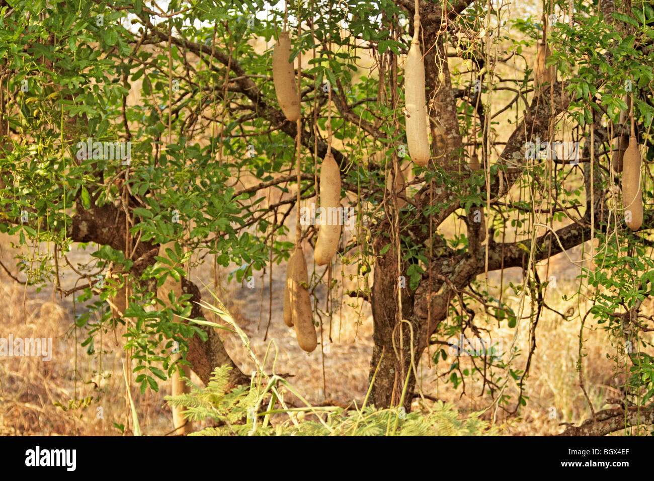Sausage Tree In The Rainforest