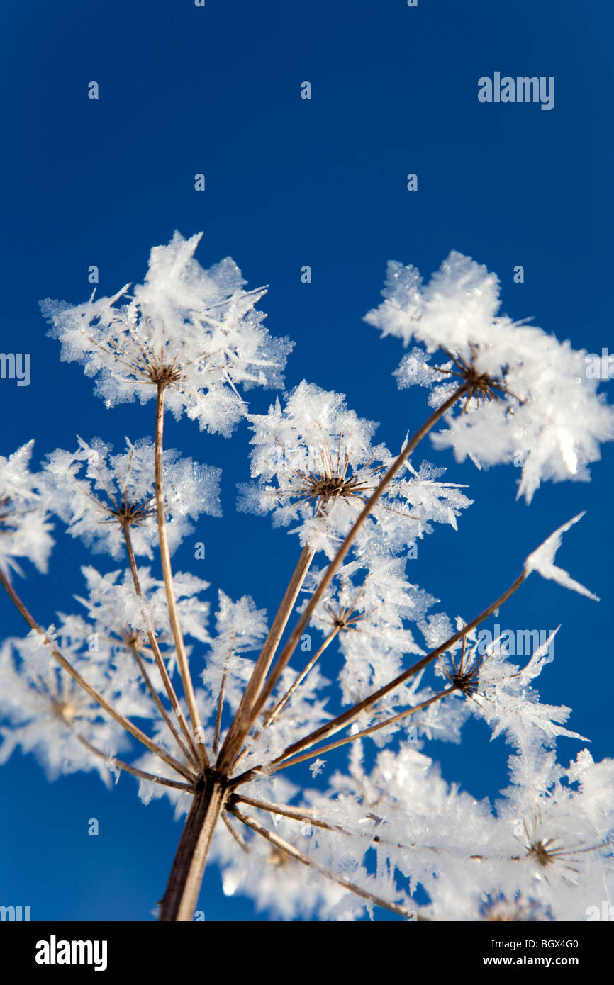 Frozen cow parsley hi-res stock photography and images - Alamy
