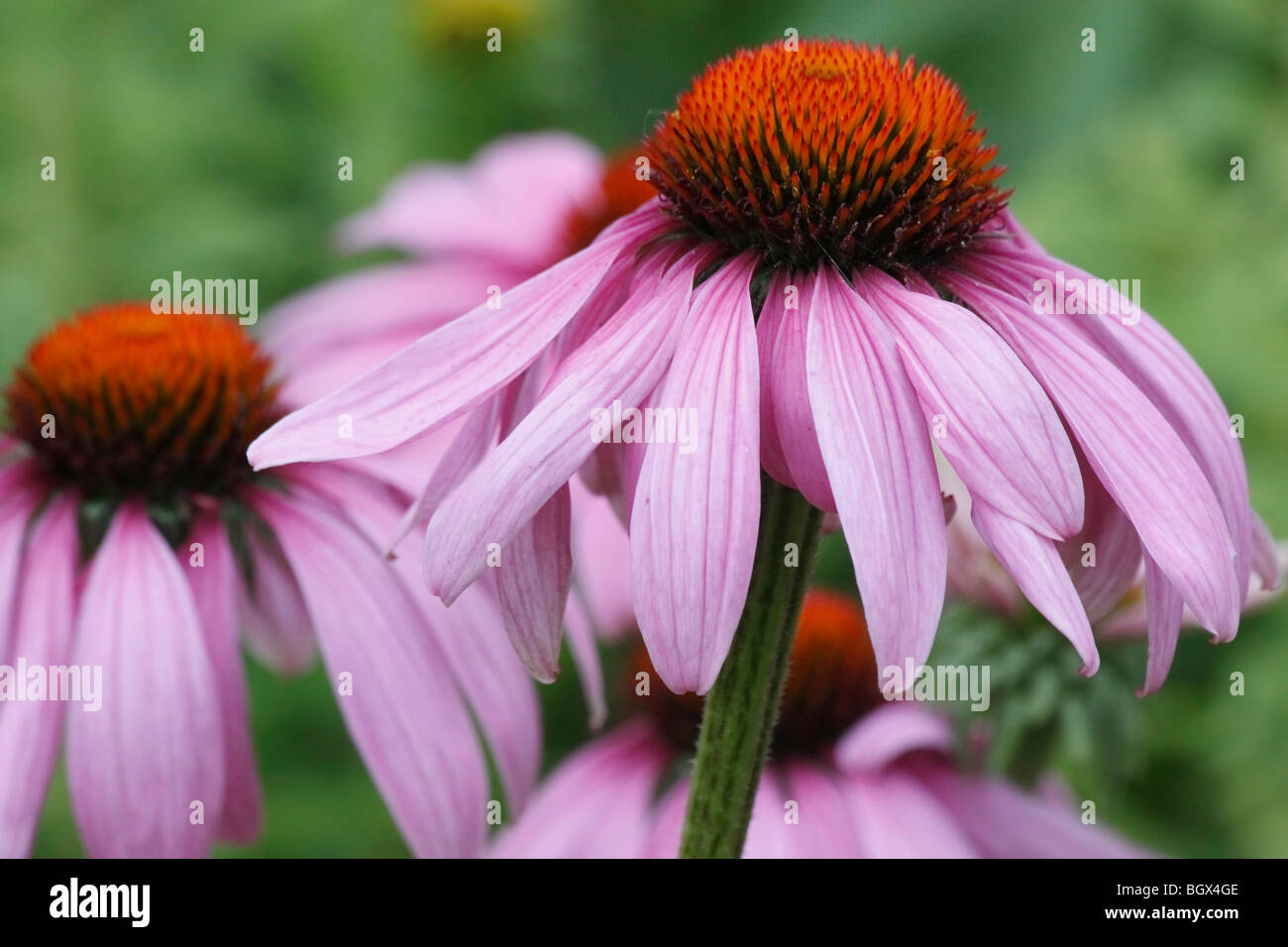 American purple Coneflower Echinacea purpurea Rubinglow overhead from ...