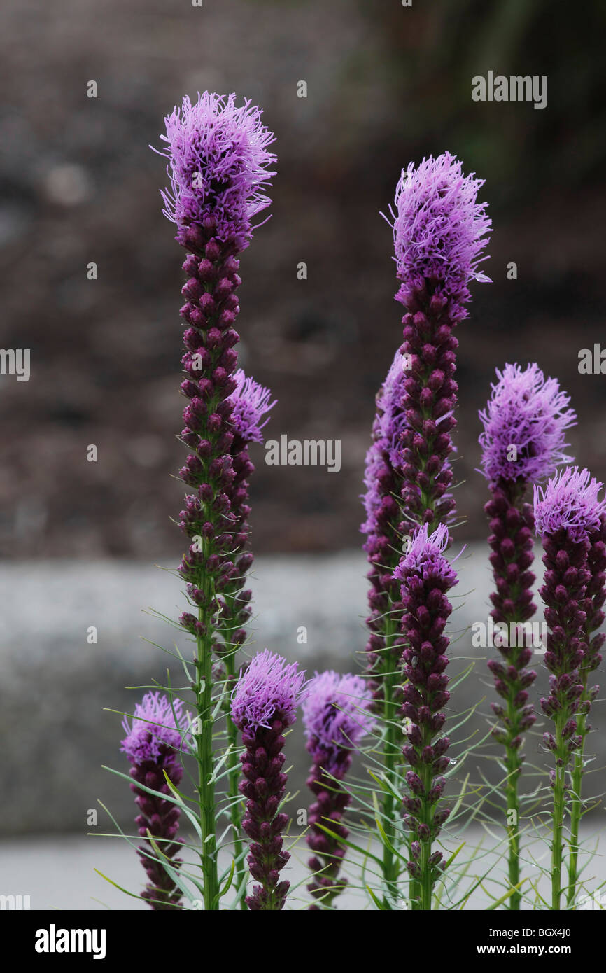 Liatris pycnostachya hi-res stock photography and images - Alamy