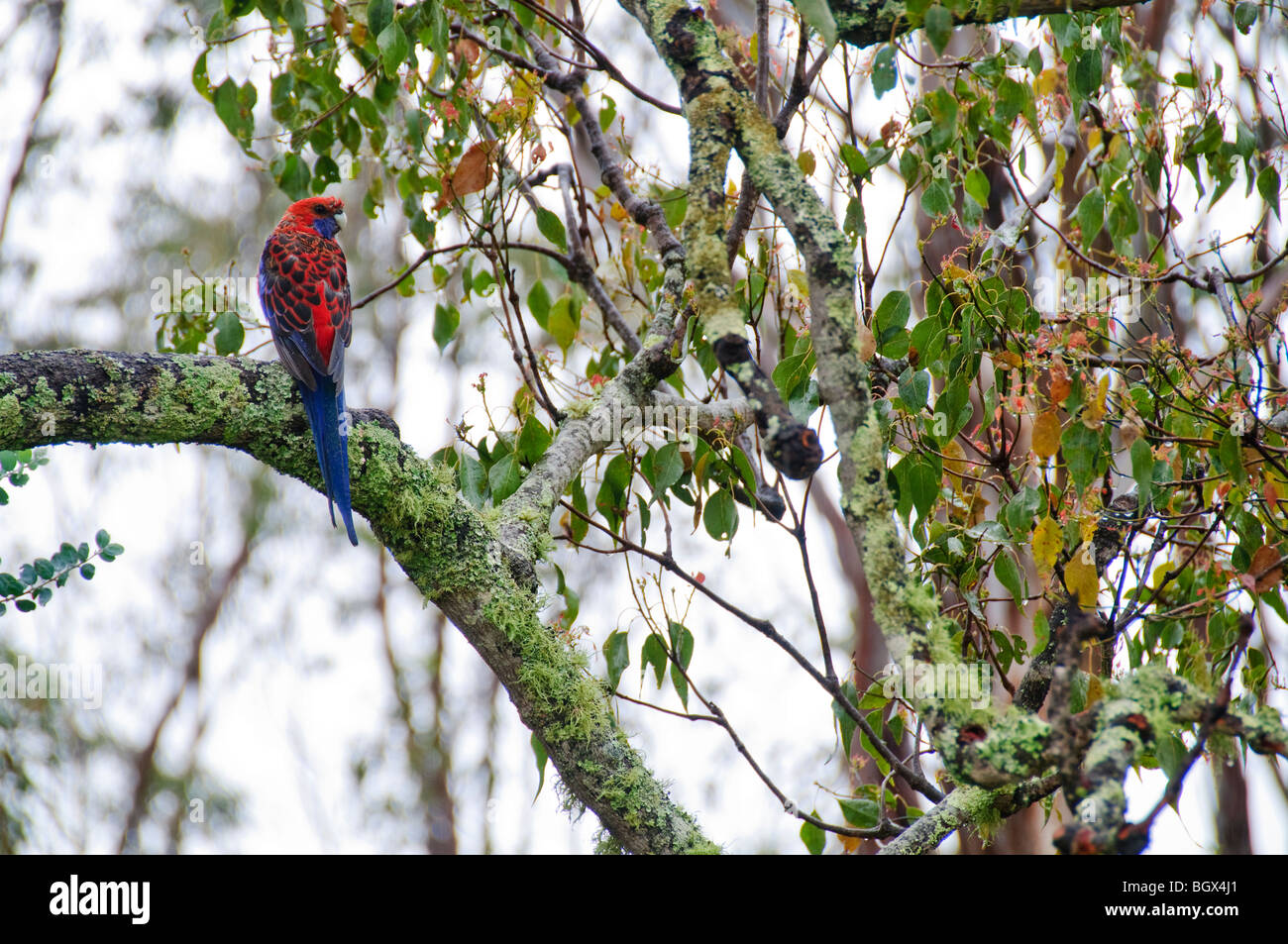 Australian rosella hi-res stock photography and images - Alamy