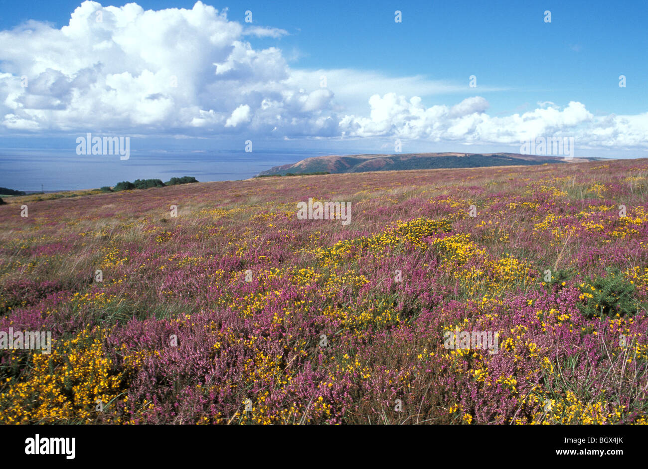 Heather and gorse moorland Horner Woods and Dunkery National Nature ...