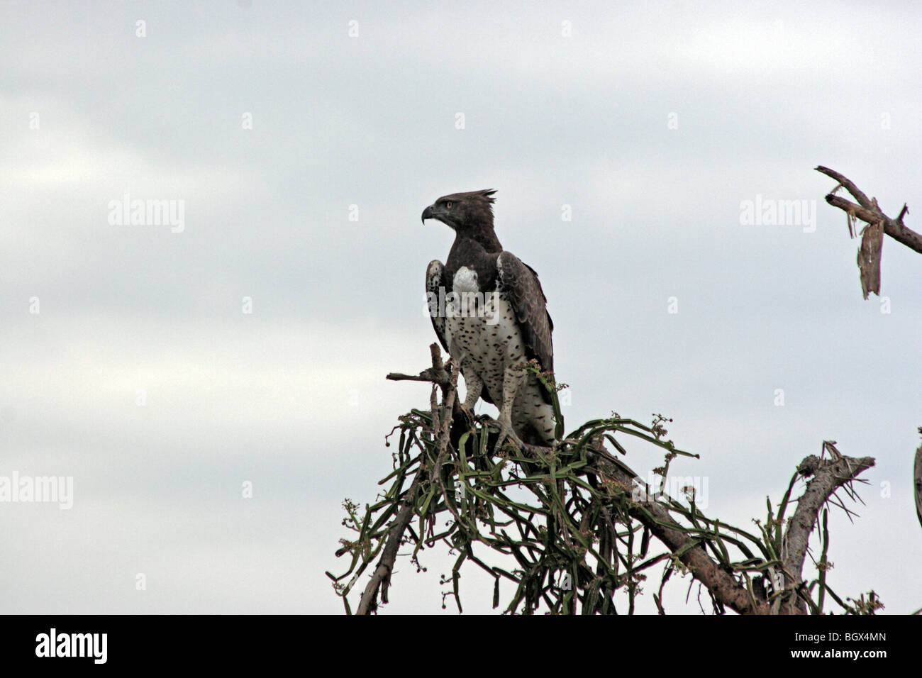 Bird, Queen Elizabeth National Park, Uganda, East Africa Stock Photo ...