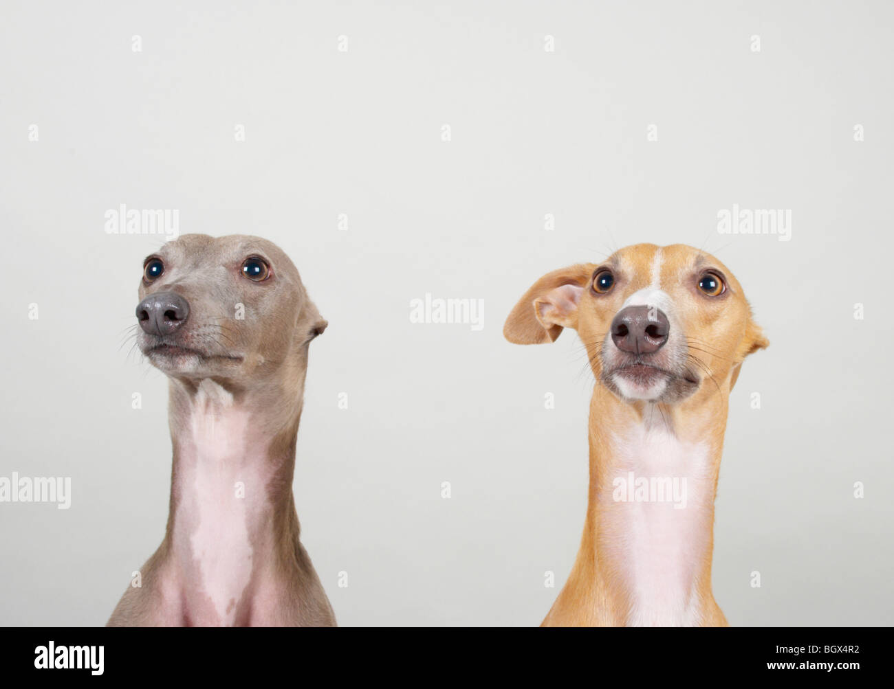 Lopsided ears hi-res stock photography and images - Alamy