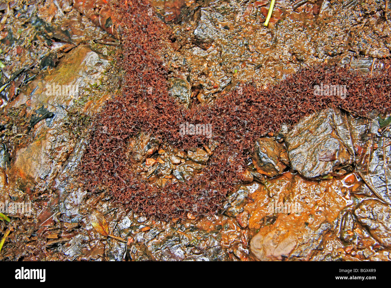 Termite, Bwindi Impenetrable National Park, Uganda, East Africa Stock ...