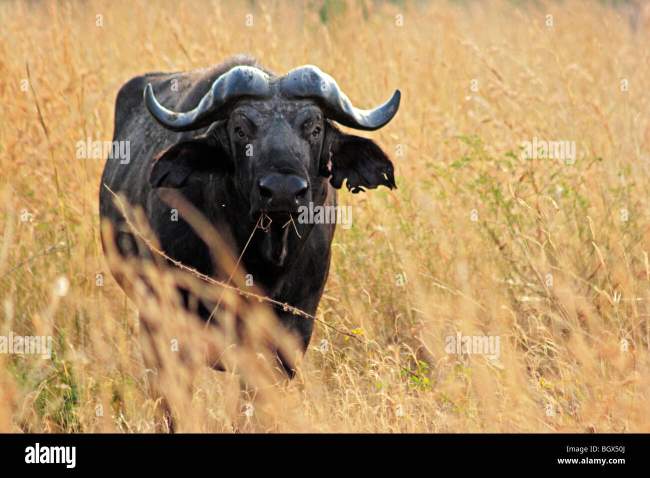 African Buffalo, Affalo, Cape Buffalo (Syncerus caffer), Murchison ...