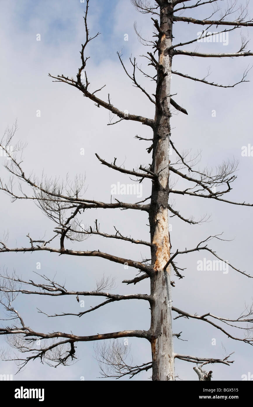 Trees Without Bark