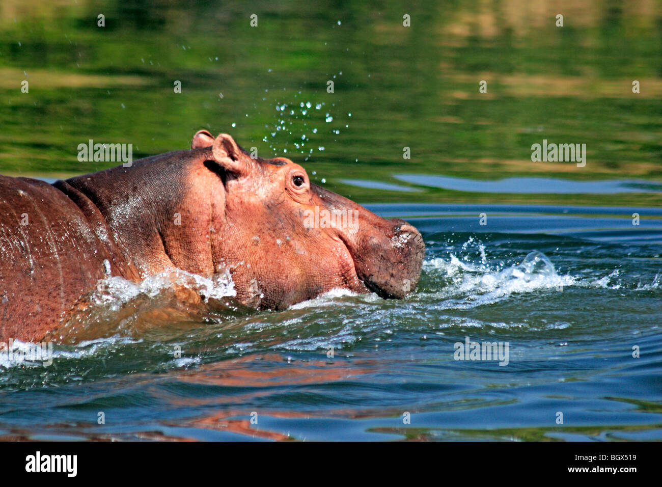 Hippo (Hippopotamus amphibius), Murchison Falls Conservation Area ...