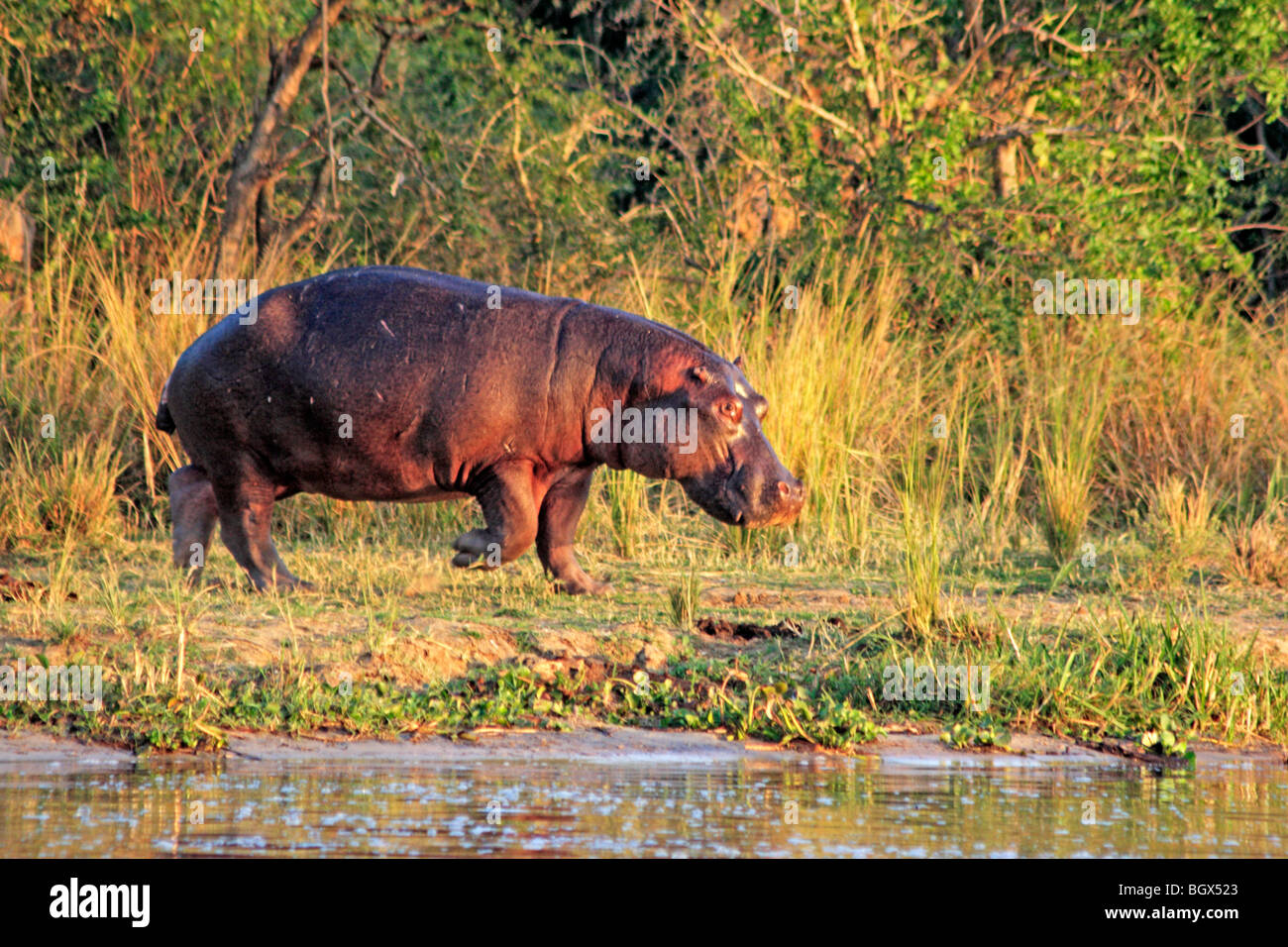 Hippo (Hippopotamus amphibius), Murchison Falls Conservation Area ...
