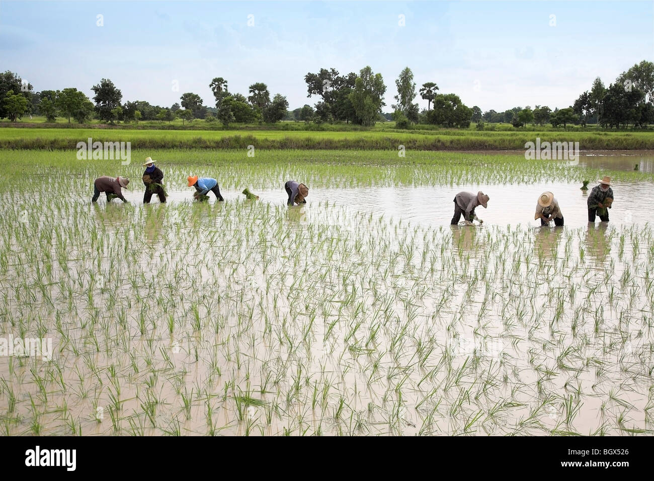 People working in rice fields Stock Photo - Alamy