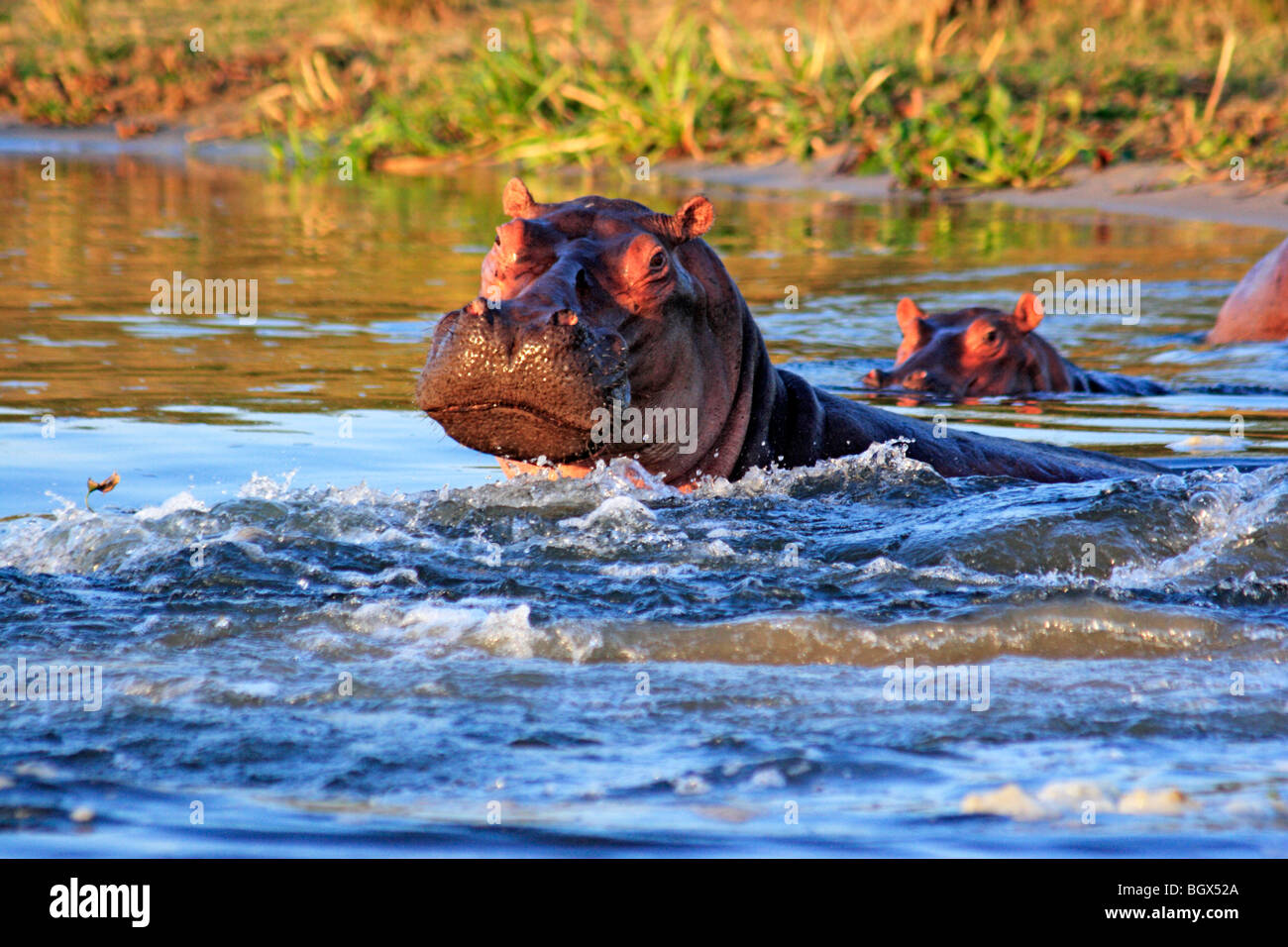 Hippo (Hippopotamus amphibius), Murchison Falls Conservation Area ...