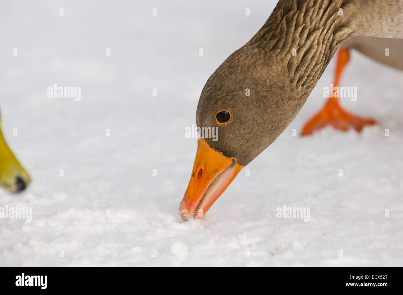 Snowy goose hi-res stock photography and images - Alamy