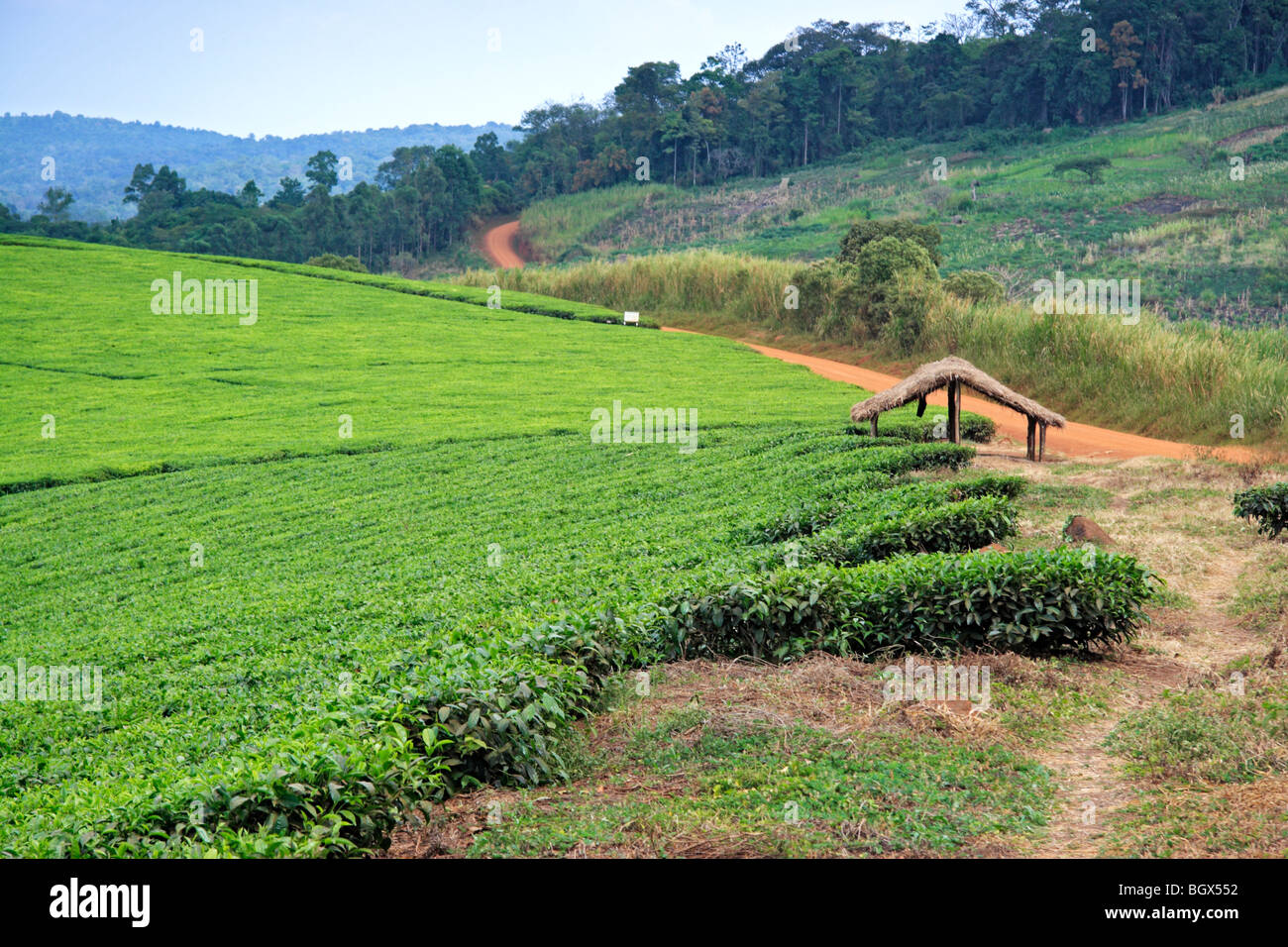 Tea plantations, Kibale National Park, Uganda, Africa Stock Photo - Alamy