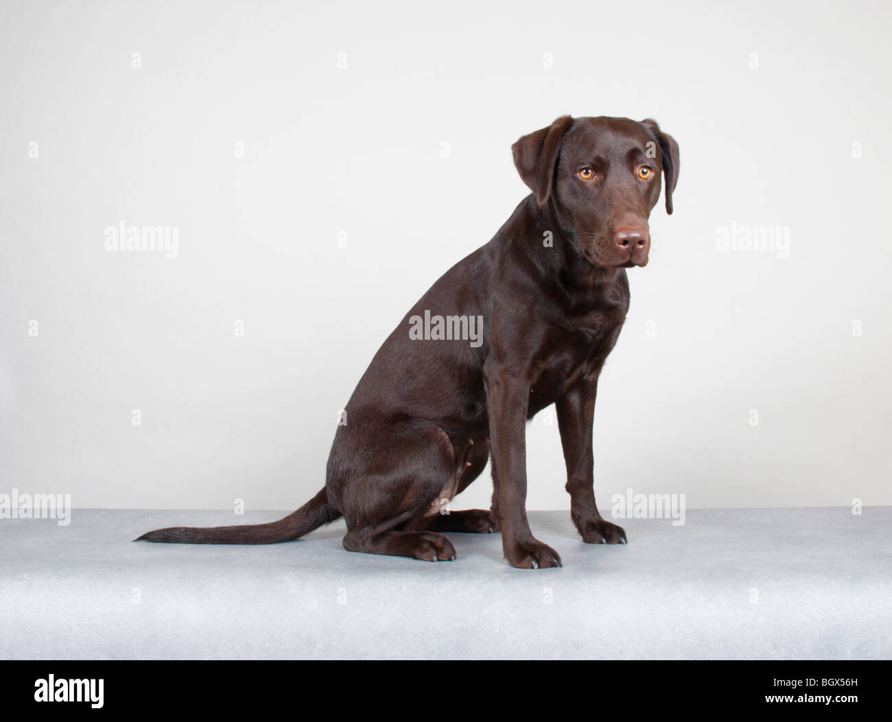 Coco the chocolate brown labrador retriever Stock Photo - Alamy
