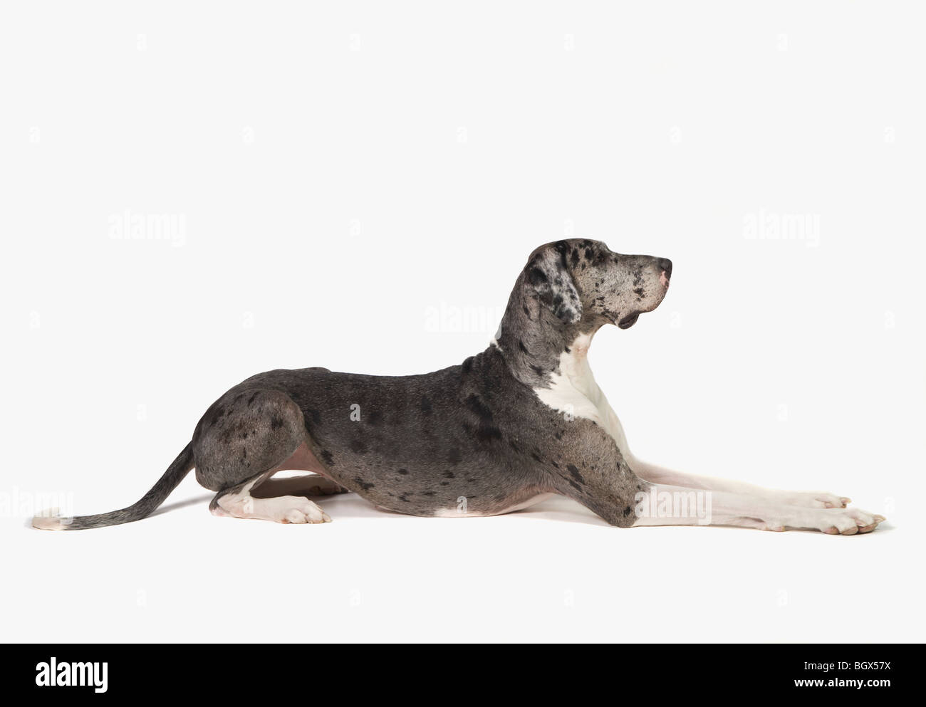 Great Dane dog Stock Photo - Alamy