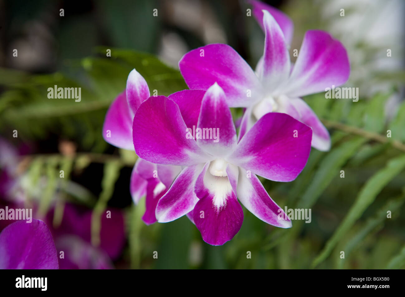 Orchids in Bangkok, Thailand Stock Photo - Alamy