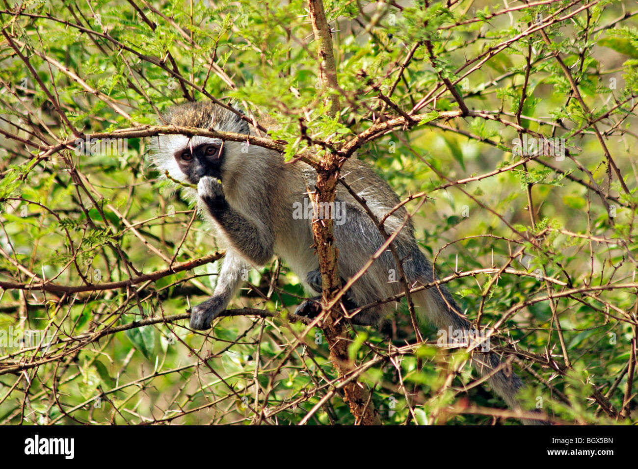 Vervet monkey (Cercopithecus aethiops), Lake Mburo National park ...