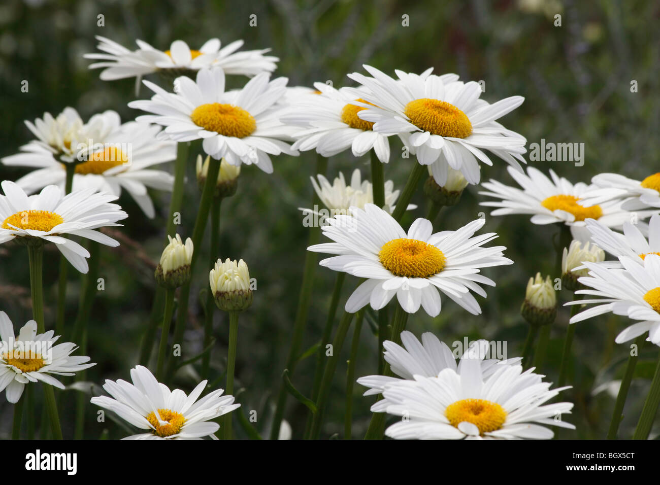 Landscape with white flowers Daisies Daisy early Spring is arrived ...