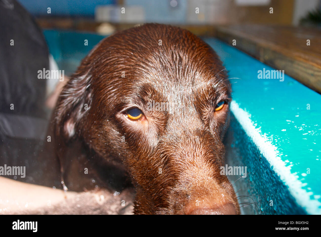 chocolate lab / retriever in hydro therapy pool Stock Photo - Alamy