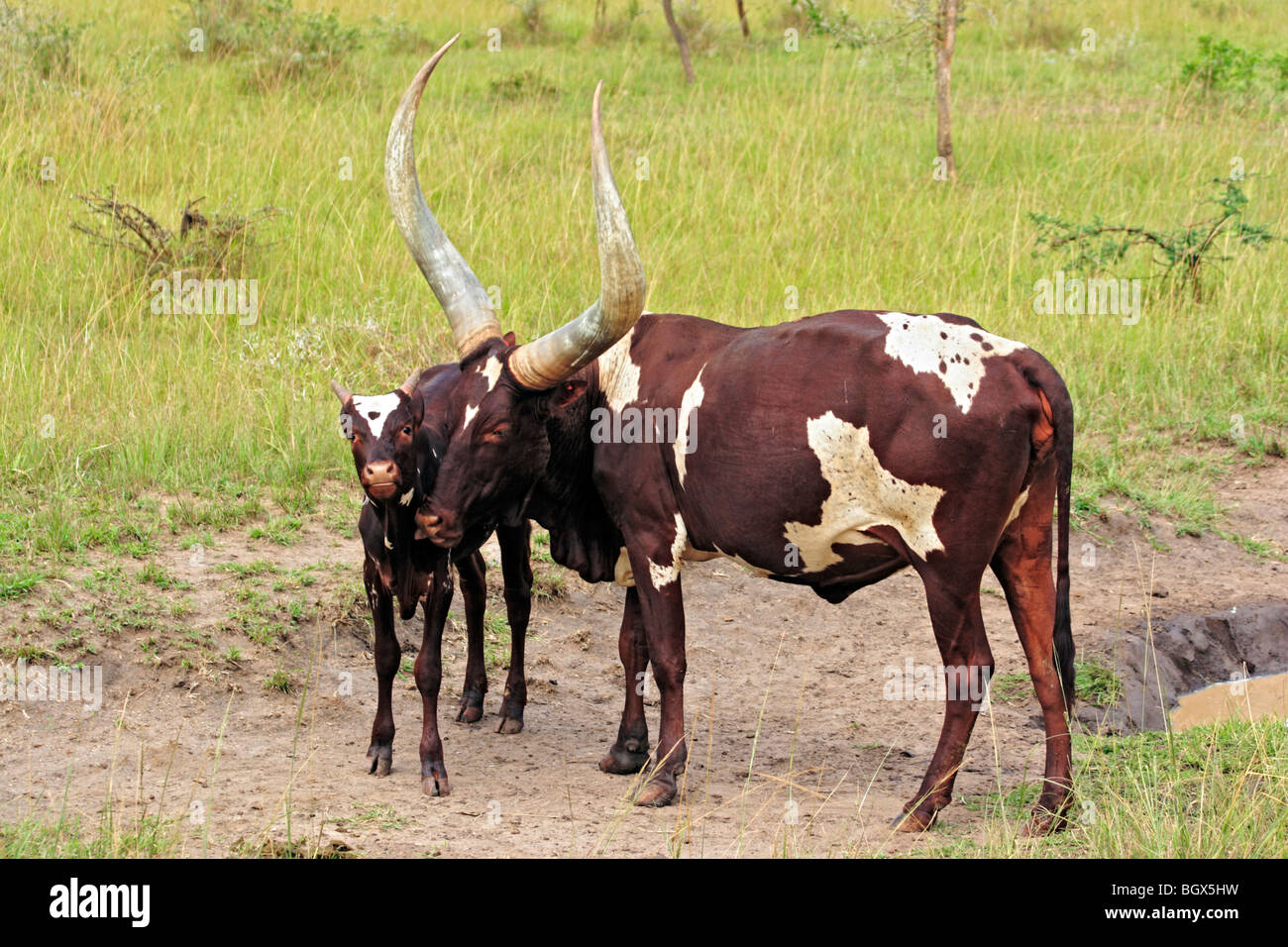 Ankole cattle hi-res stock photography and images - Alamy
