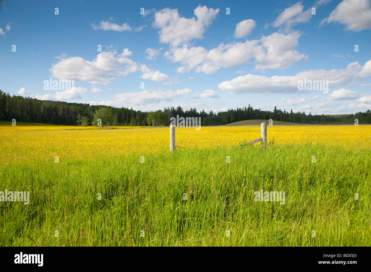 Wheat field in manitoba hi-res stock photography and images - Alamy