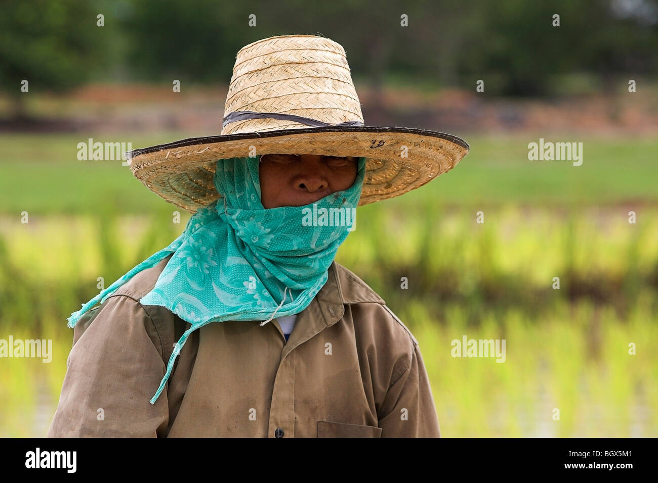 Man in rice field Stock Photo - Alamy
