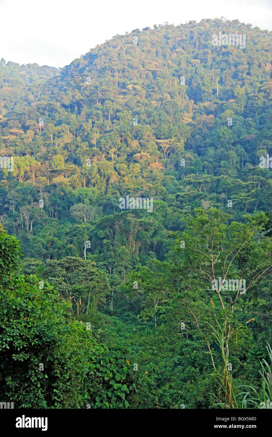 Bwindi forest wood green park uganda hi-res stock photography and ...