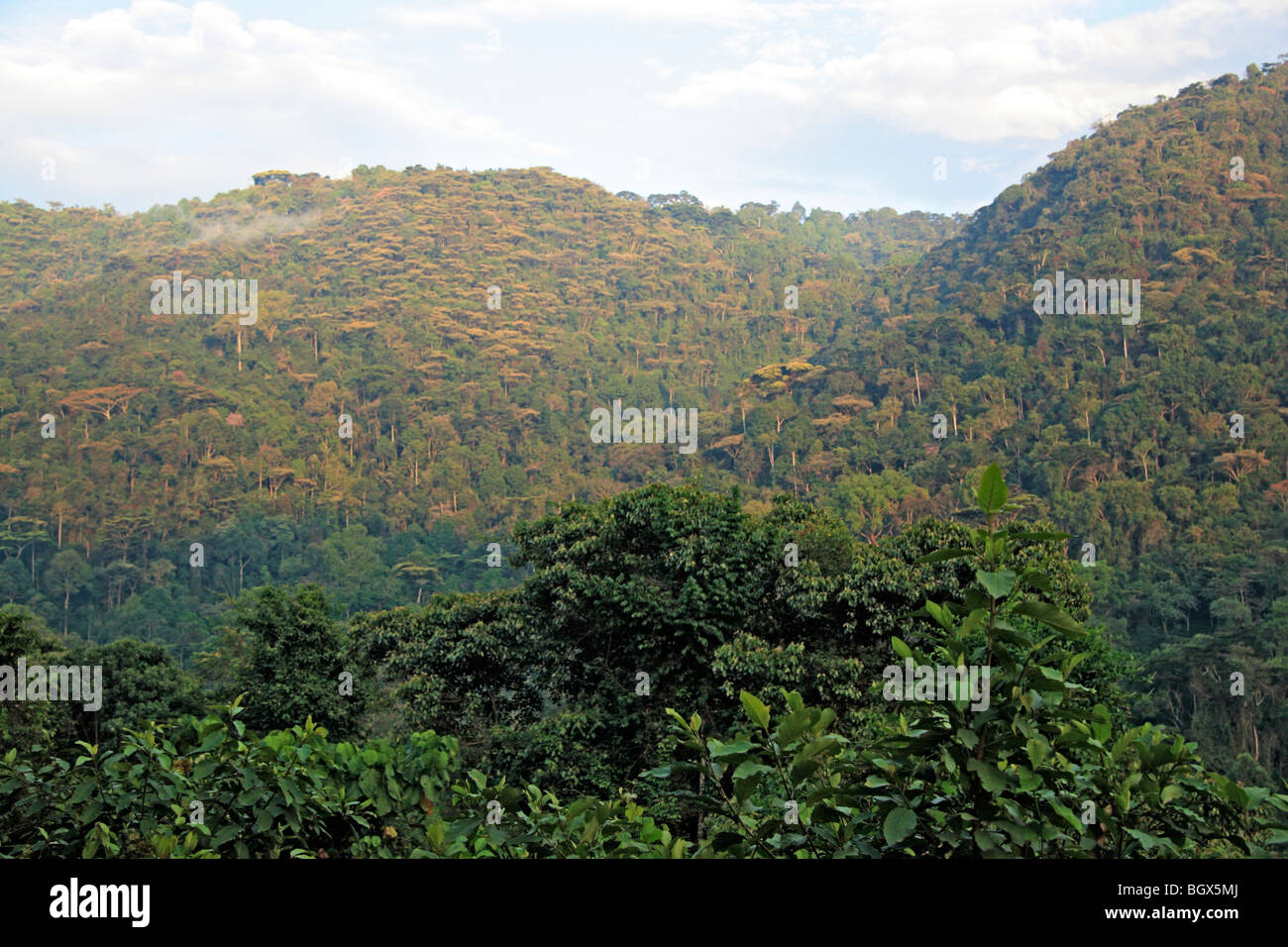 Bwindi Impenetrable National Park, Uganda, East Africa Stock Photo - Alamy