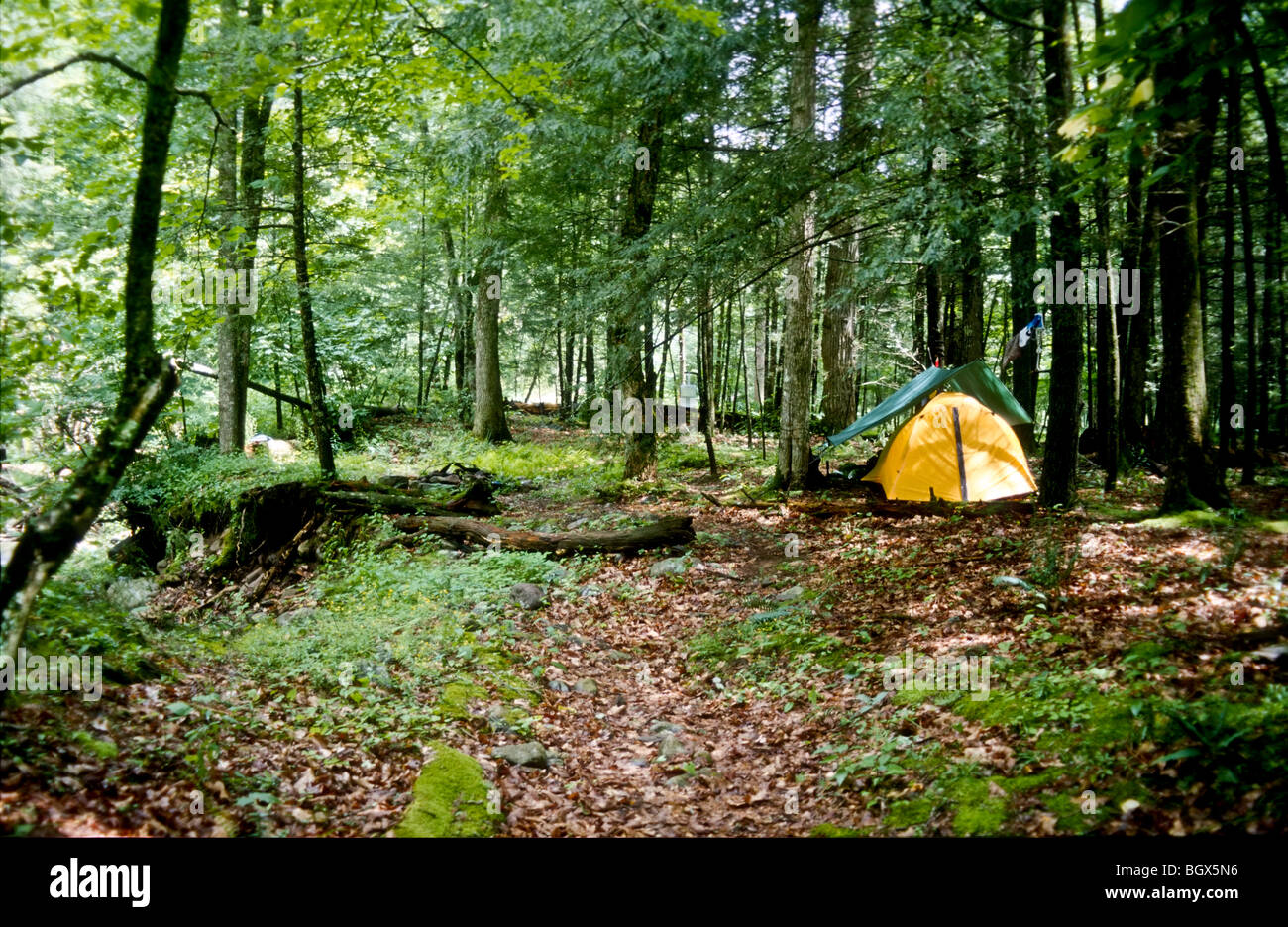 Tent and small campground in the forest in the Stock Photo - Alamy