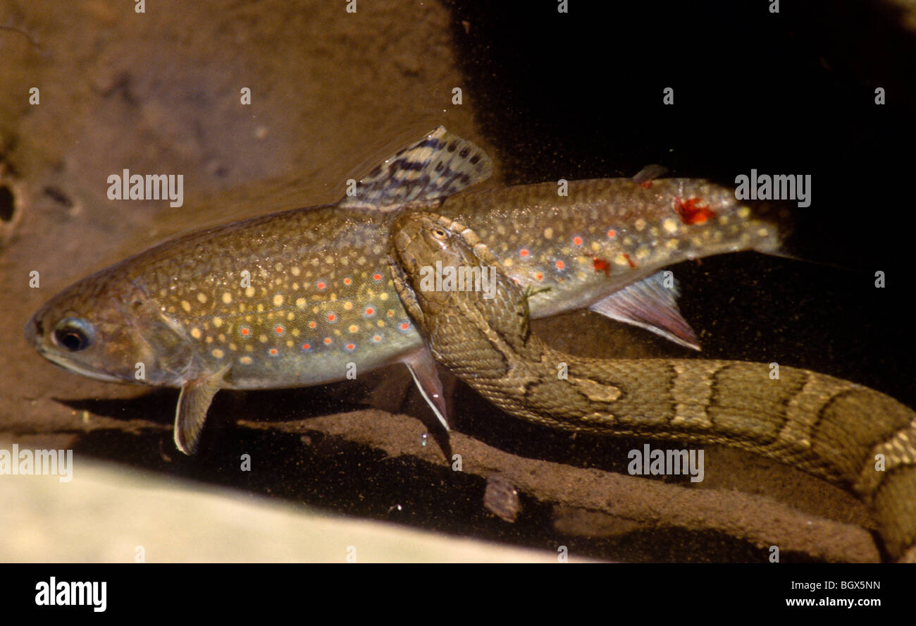Snake feeding hi-res stock photography and images - Alamy
