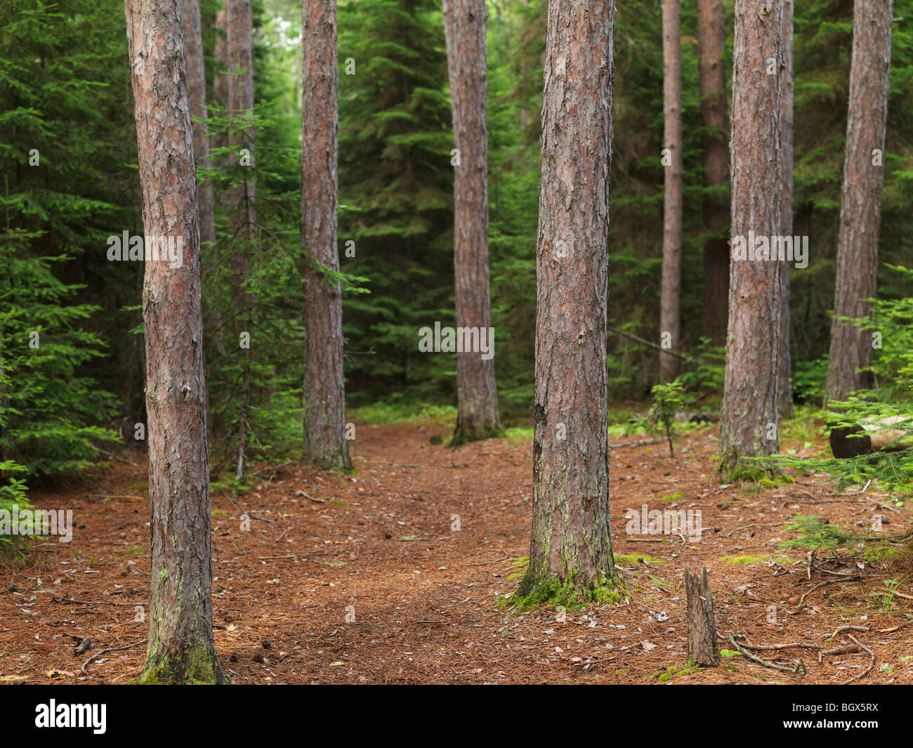 Tree truncks hi-res stock photography and images - Alamy
