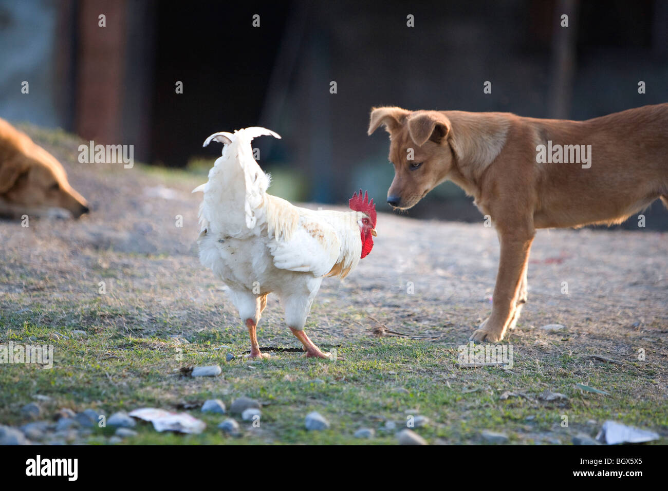 A rooster and a dog Stock Photo - Alamy