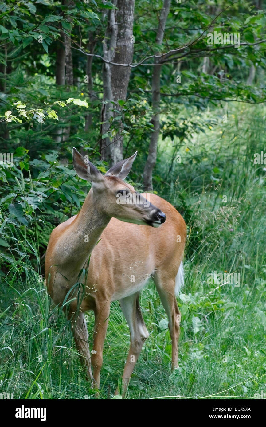 A young doe stands in front the forest in State Park Michigan in USA ...