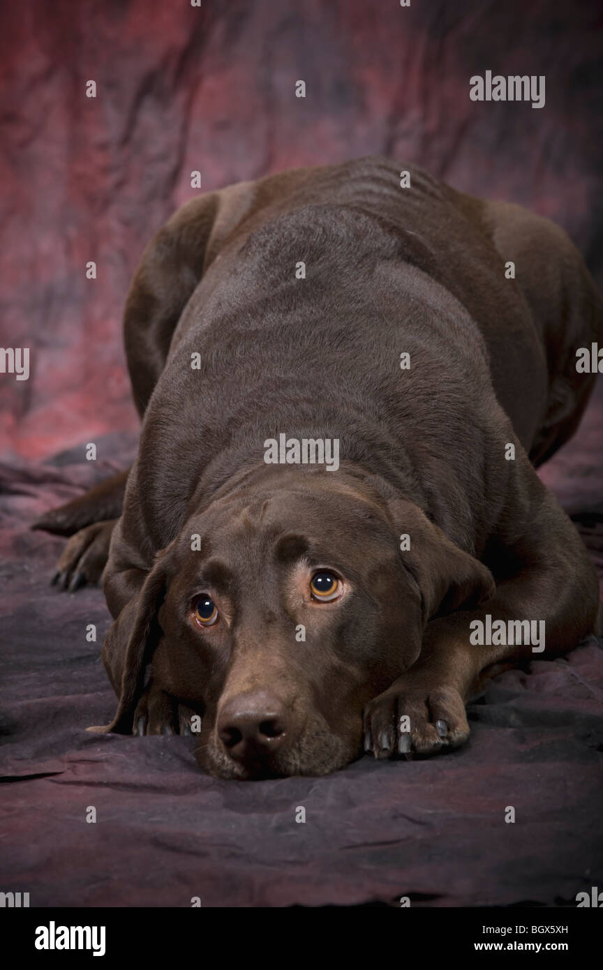 Chocolate Labrador Retriever dog Stock Photo - Alamy