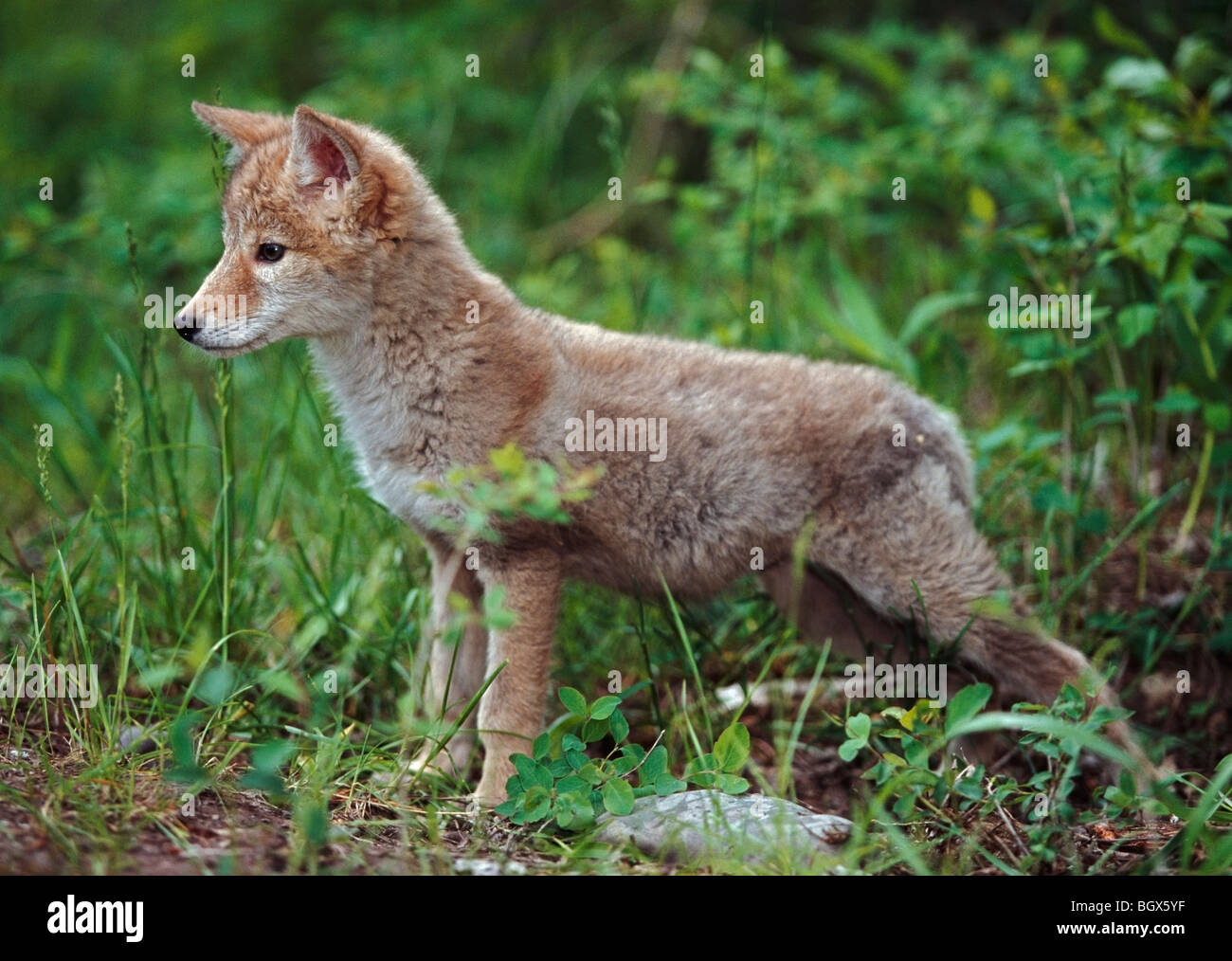 Coyote (Canis latrans) puppy Stock Photo - Alamy