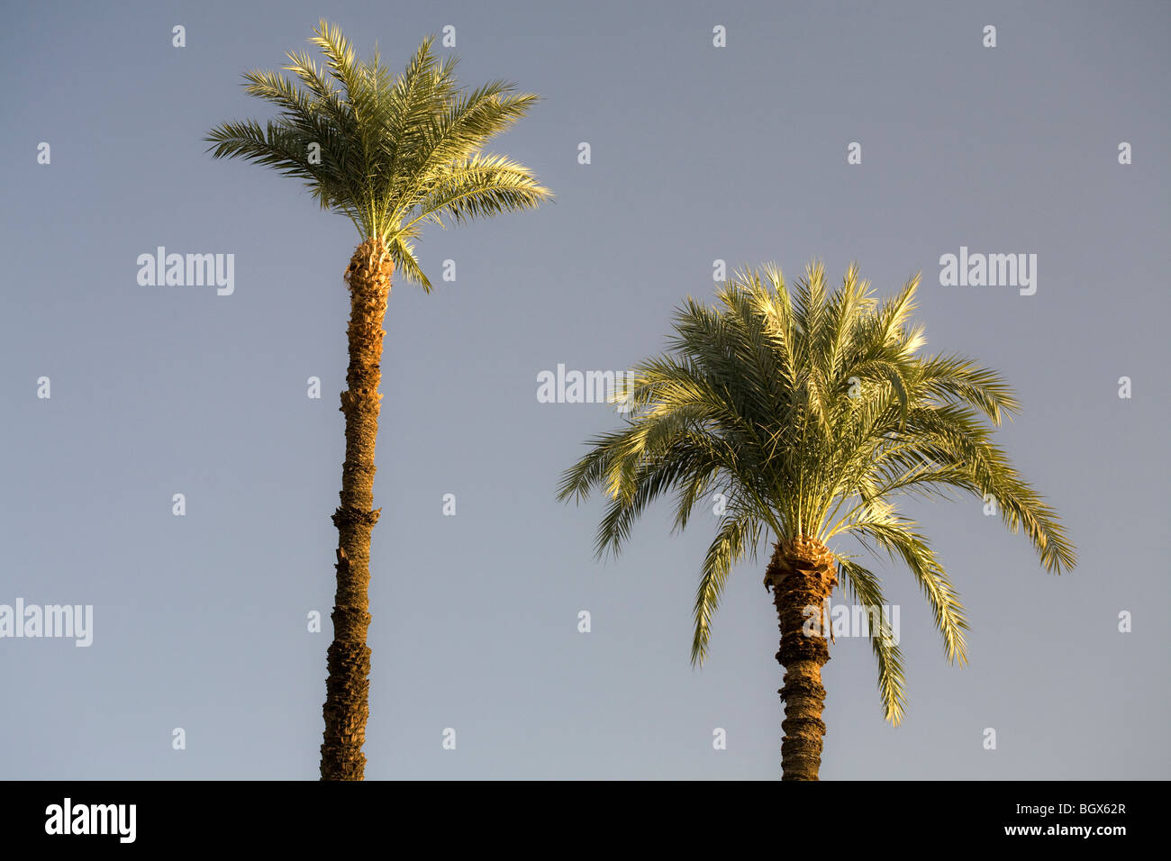 Egypt palm trees palms hi-res stock photography and images - Alamy
