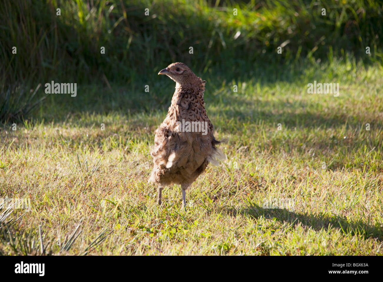 Pheasant phasianinae hi-res stock photography and images - Alamy