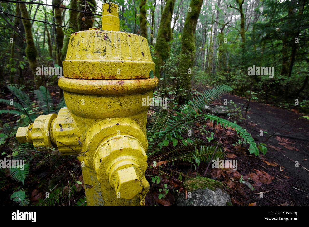 Fire hydrant in the forest Stock Photo - Alamy